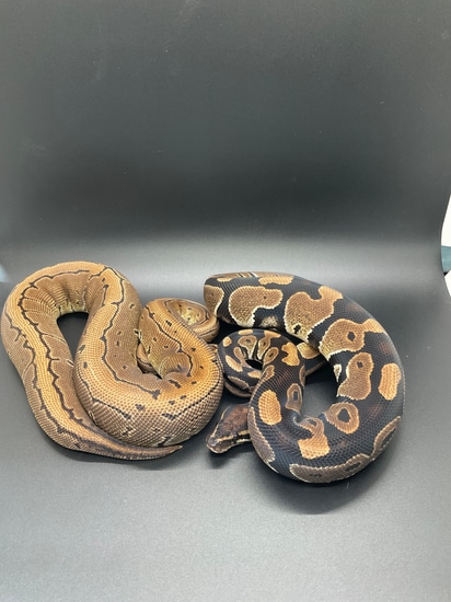 Pinstripe DH Utlramel/Desert Ghost. DH Ultramel/Desert Ghost Selling As ...