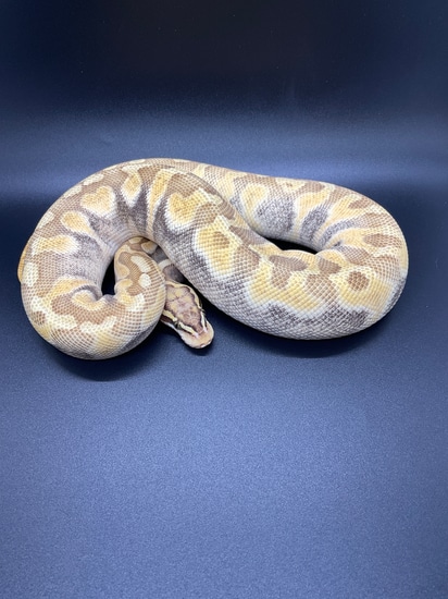 Super Pastel Mojave GHI Enchi Ball Python by Wide River Reptiles