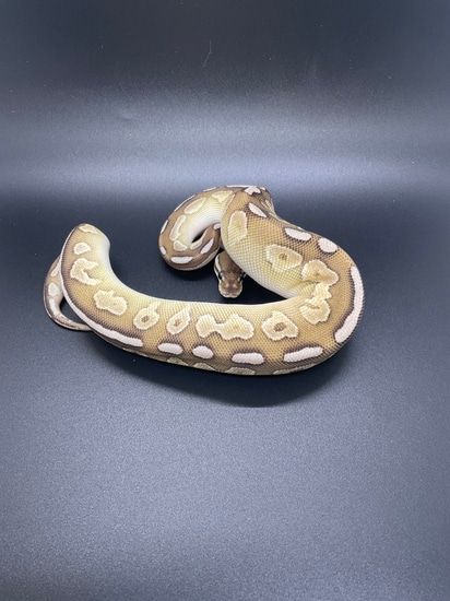 Lesser Mahogany YB Het Clown Ball Python by Wide River Reptiles
