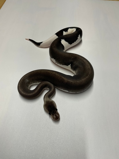Black Head Grey Matter Ball Python by Wide River Reptiles