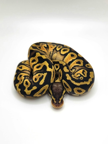 Pastel Dbl Het Sunset Clown Ball Python by Elite reptile morphs