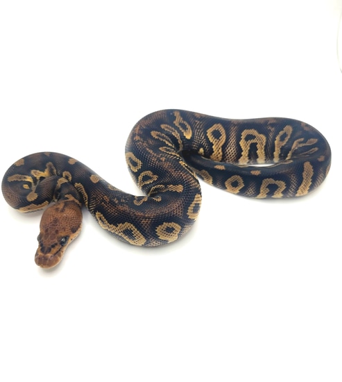 Clown Het Sunset Stranger Ball Python by Elite reptile morphs