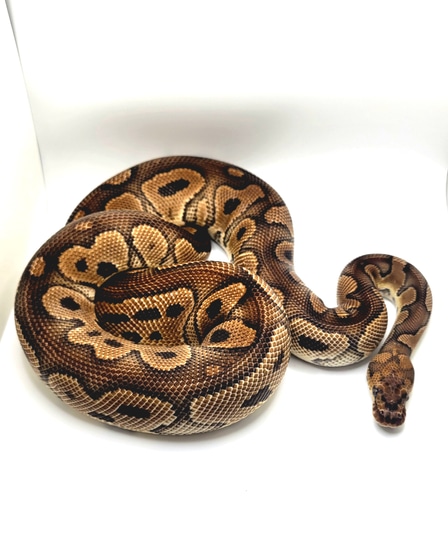 Clown Het Sunset Ball Python by Elite reptile morphs