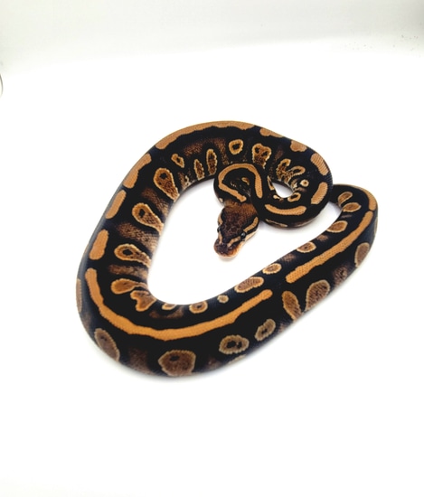 Stranger Het Clown Ball Python by Elite reptile morphs