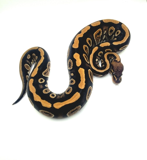 Stranger Het Clown Ball Python by Elite reptile morphs