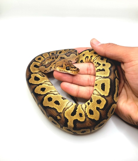 Clown Het Sunset Ball Python by Elite reptile morphs