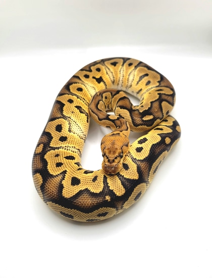 Clown Het Sunset Ball Python by Elite reptile morphs
