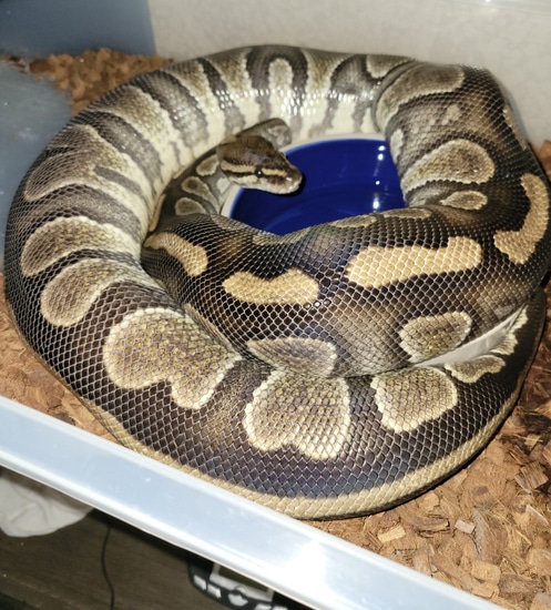 Stranger Het Clown Ball Python by Elite reptile morphs