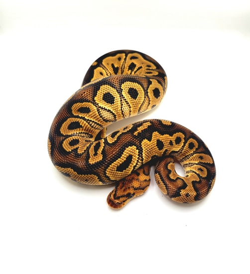 Clown Het Sunset Ball Python by Elite reptile morphs