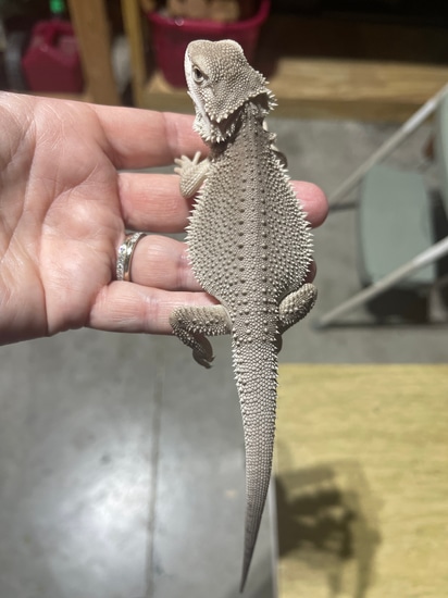 Zero Central Bearded Dragon by Salty Beard Exotics of ENC