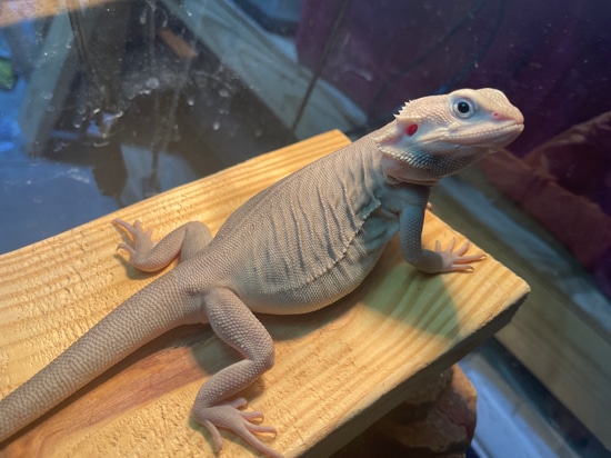 Leatherback Translucent Zero Dark Gray Central Bearded Dragon by Salty ...