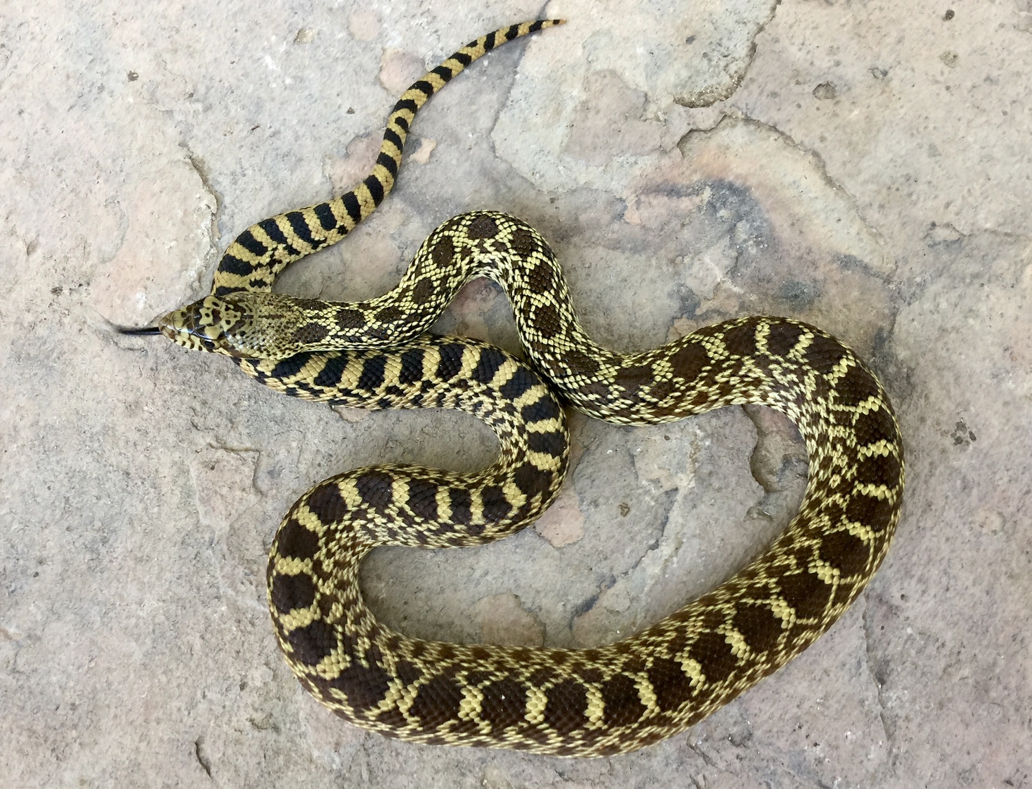 2020 Triple Het Ballam Axanthic Patternless/Miami Axanthic Bull ...