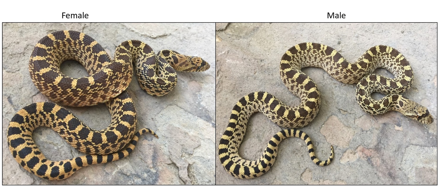 (Pair) DBL Het For Lavender Snow Bullsnake by Pure Locality Herps ...