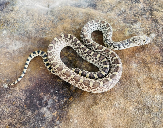 Drumheller Alberta Canada Bull Bullsnake by Pure Locality Herps