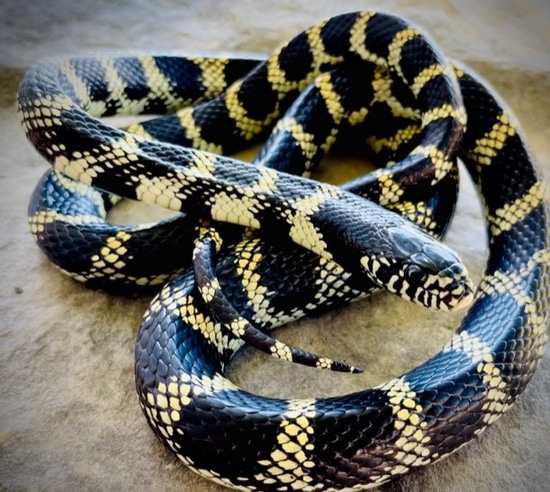 F1 100% Willcox, AZ Locality California Kingsnake by Pure Locality Herps