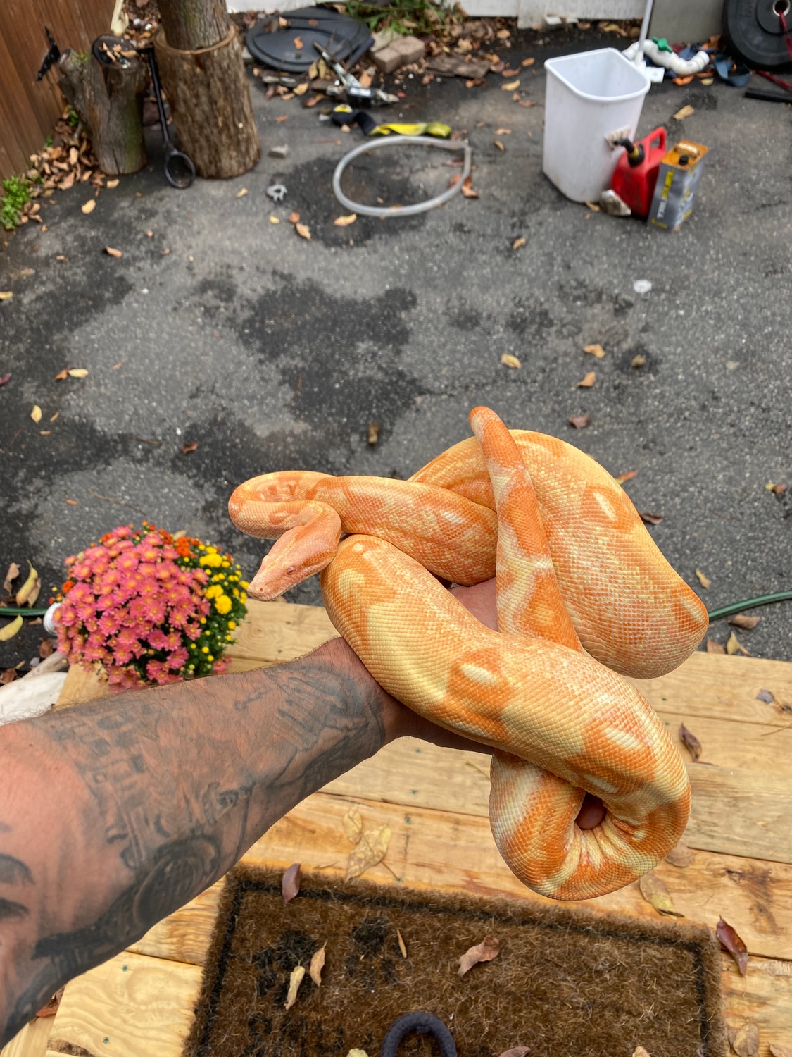 Sharp Albino Jungle Boa Boa Constrictor by Andrew & Bruno’s Boas ...