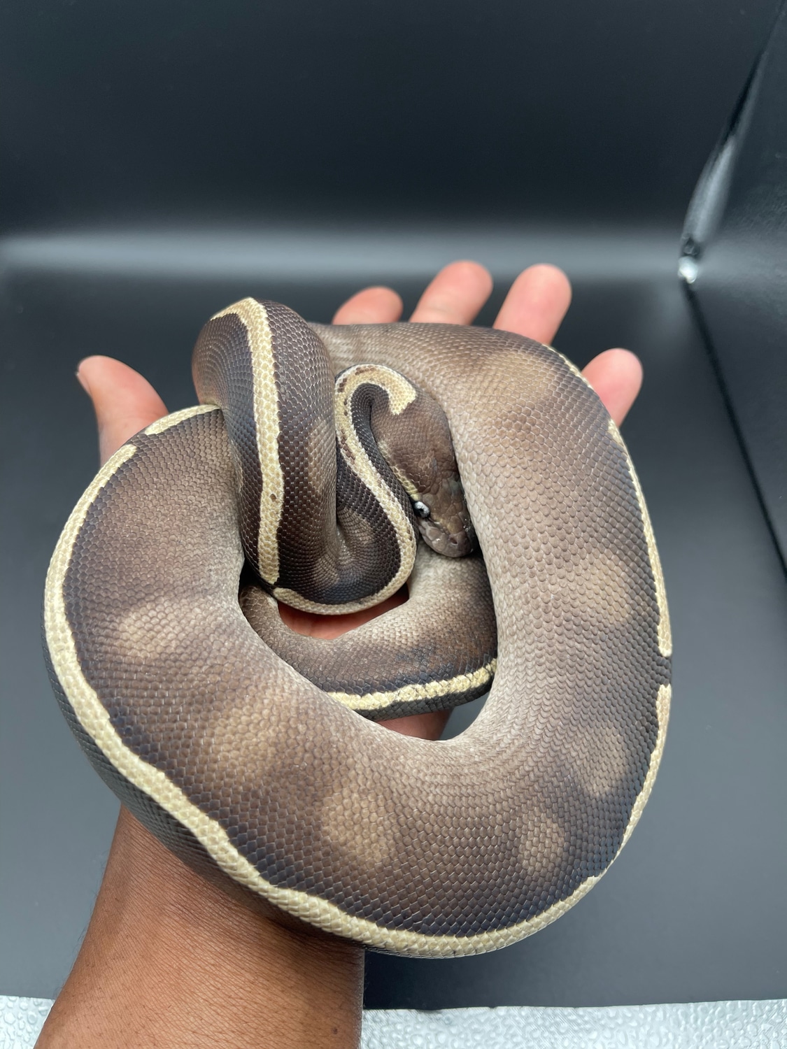 Ghi Mojave Cinnamon 100%het Pied*****Free Shipping***** Ball Python by ...