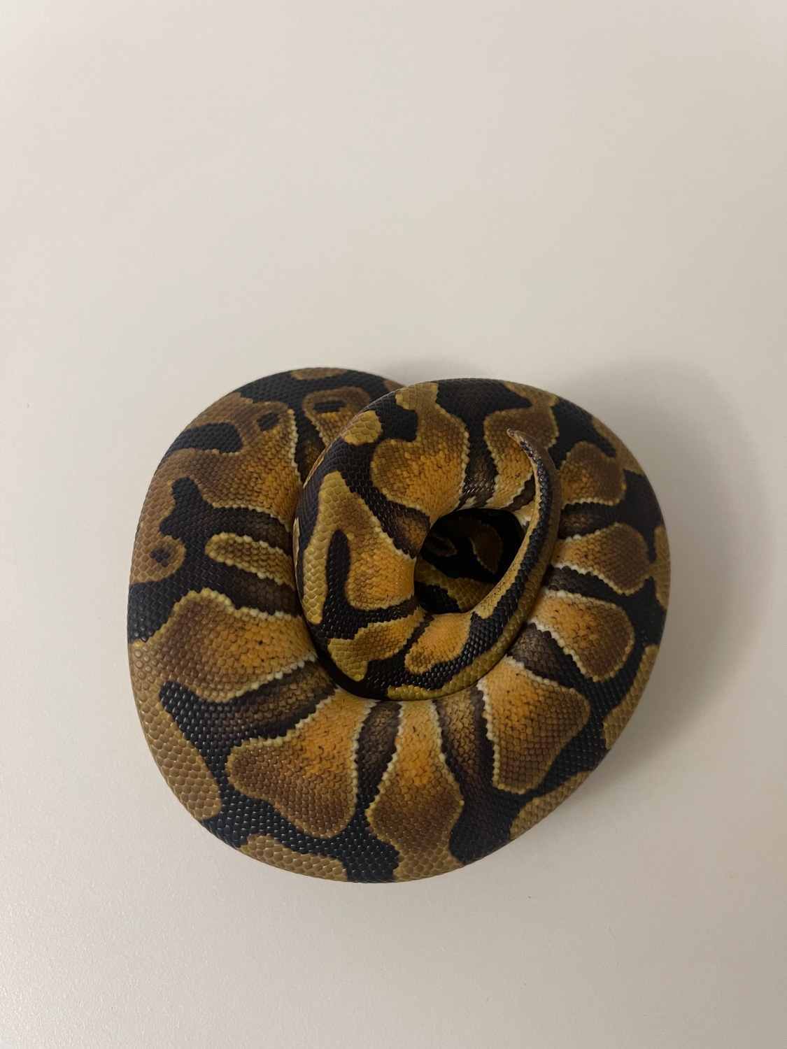 Enchi 66% Het Ghost Ball Python by Just one more dragon - MorphMarket