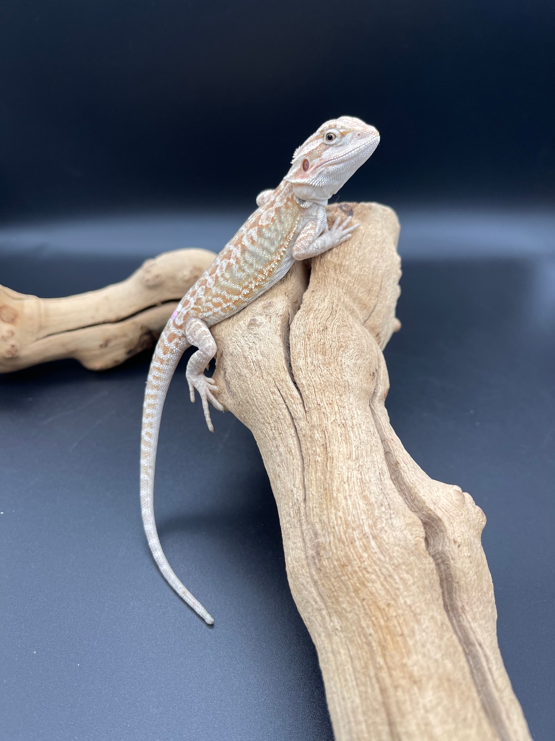 Hypo Leatherback 66% Het Zero 66%het Witblits 66%het Trans Central ...