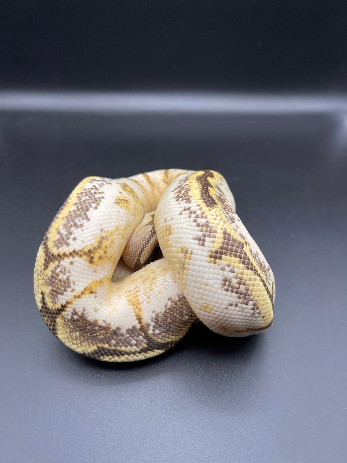 Spider, Calico, Ringer Ball Python by Just one more dragon - MorphMarket
