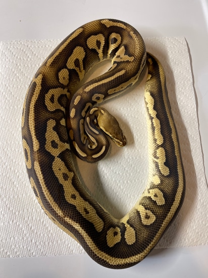 Pastel Leopard Mojave Het Ghost Ball Python by The Python Factory