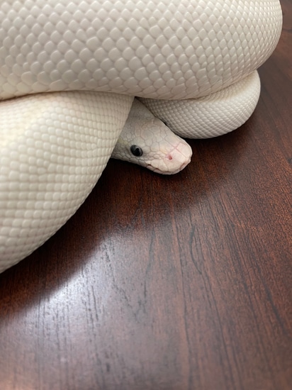 Blue Eyed Lucy Ball Python by The Python Factory