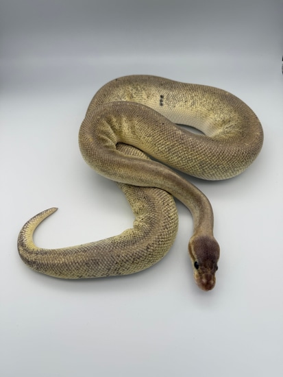 Sandblast Mojave Super Pastel Cinnamon Het Pied 50% Het Vpi Axanthic ...