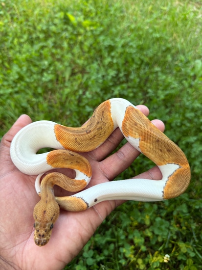 Enchi Pin Clown Pied Ball Python by The Python Factory