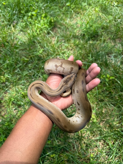 Green 66% Het Granite Pied GC Caramel Burmese Python by The Python Factory