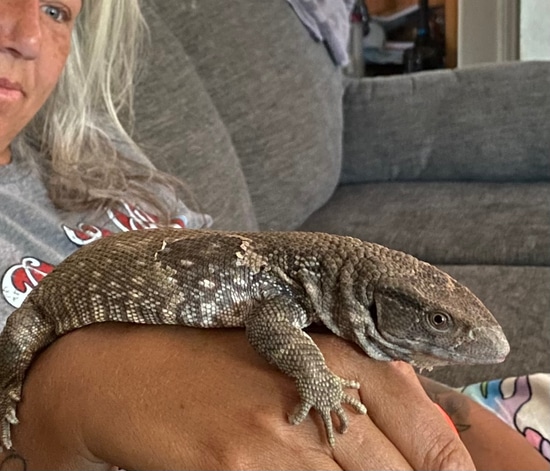 Savanna Monitor Savannah Monitor by Invasive Underground Llc