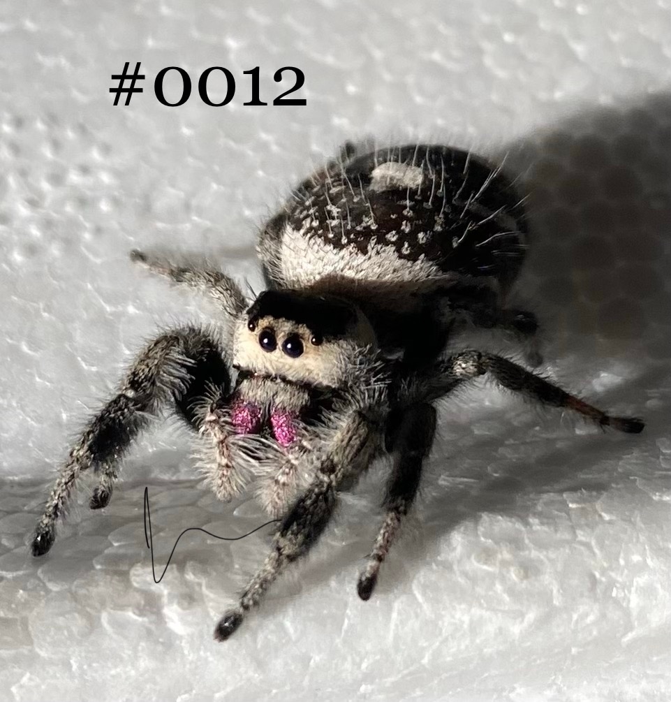 Regal Jumping Spiders True Spider by Invasive Underground - MorphMarket