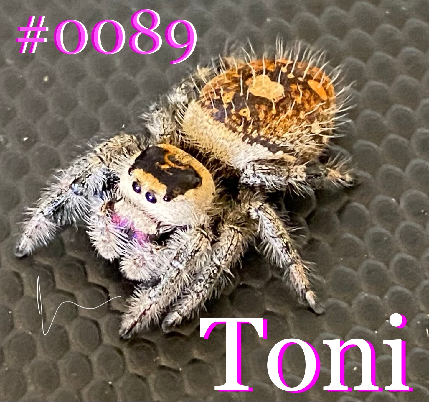 Regal Jumping Spider True Spider by Invasive Underground Llc - MorphMarket