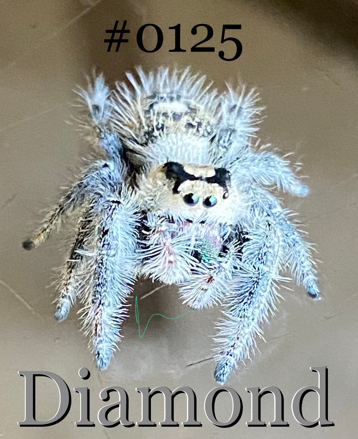 Regal Jumping Spider True Spider by Invasive Underground Llc - MorphMarket