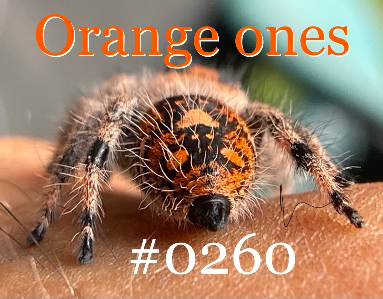 Regal Jumping Spiders True Spider by Invasive Underground Llc - MorphMarket