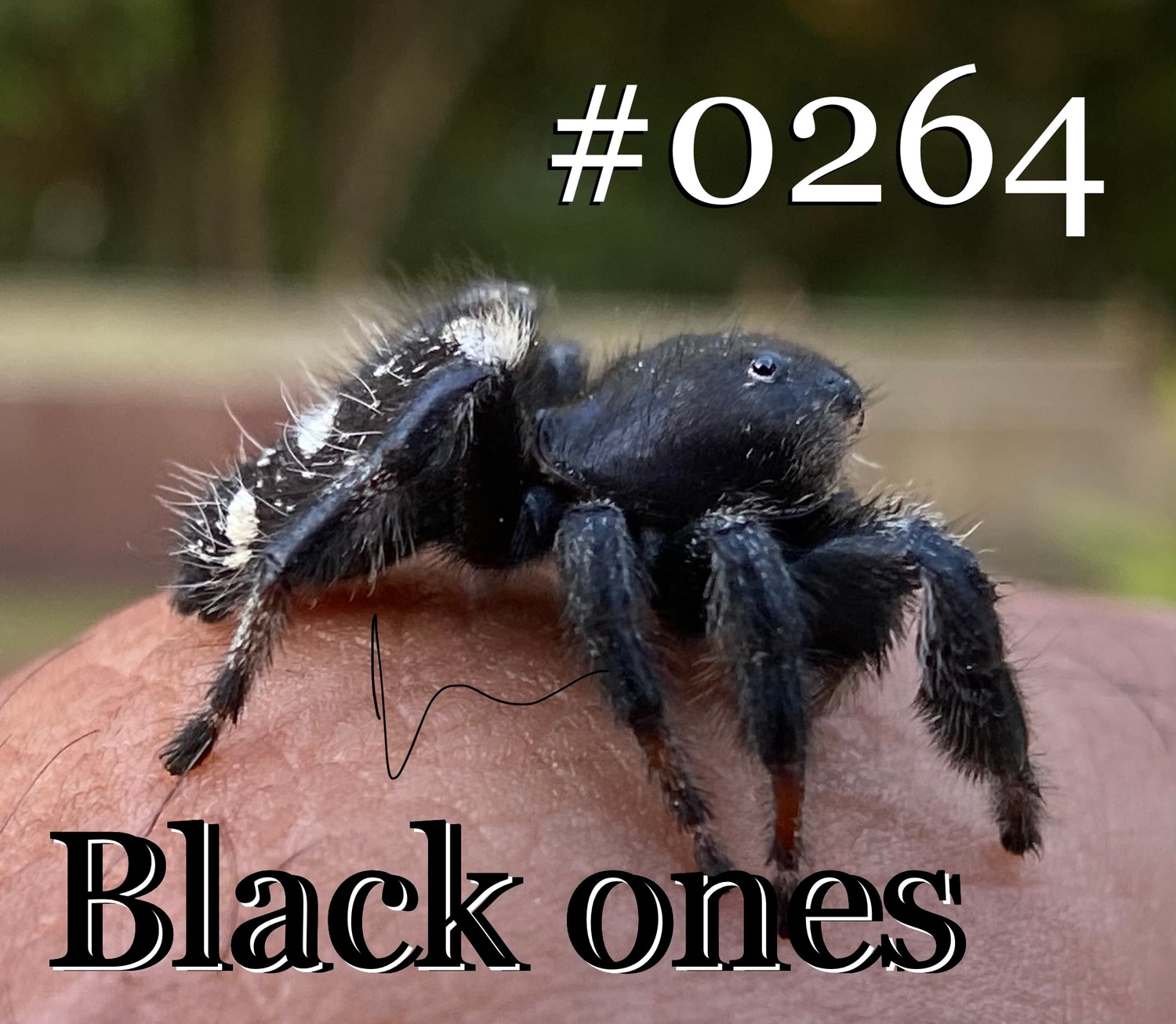 Regal Jumping Spiders True Spider by Invasive Underground Llc - MorphMarket