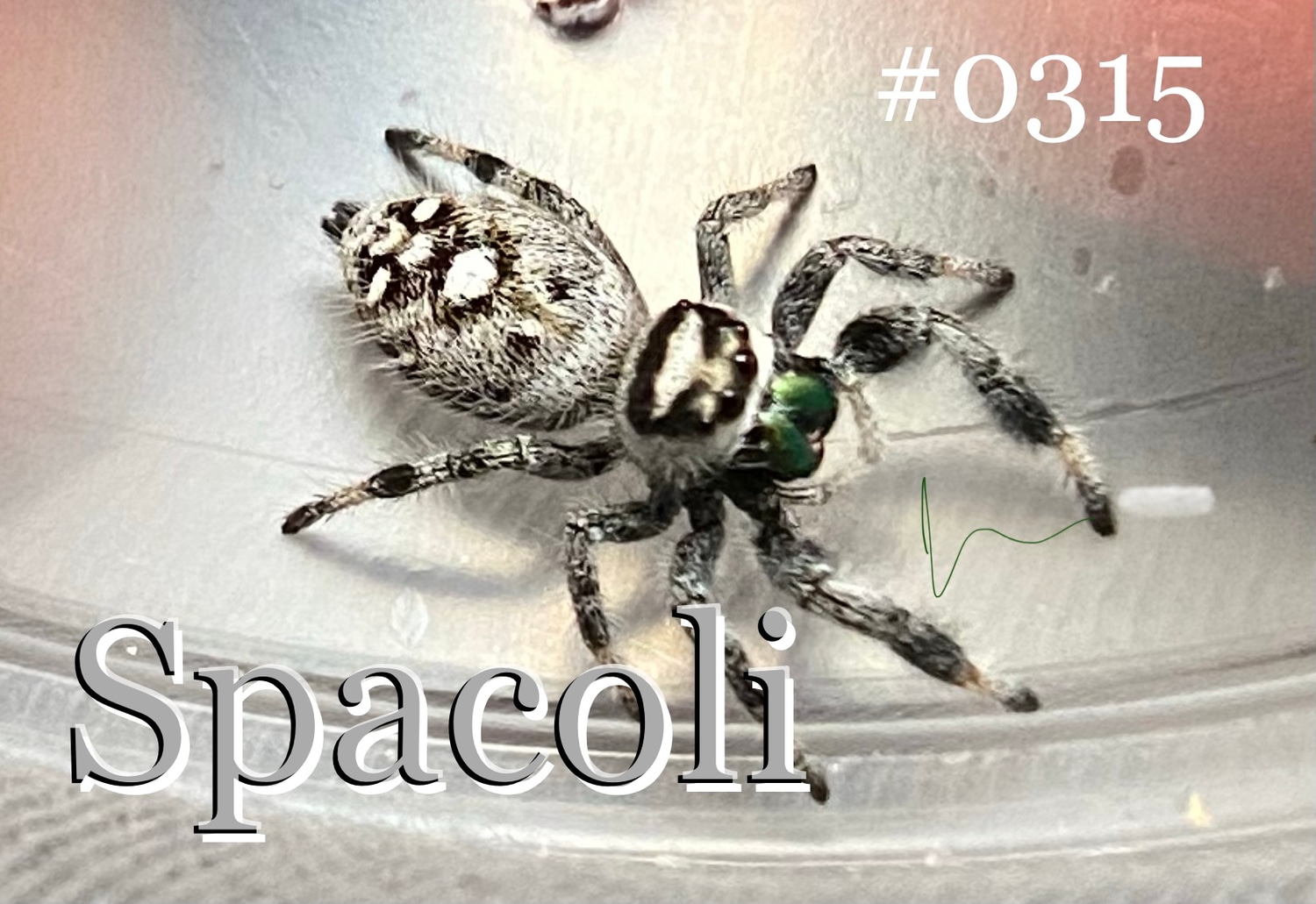 Regal Jumping Spider True Spider by Invasive Underground Llc - MorphMarket