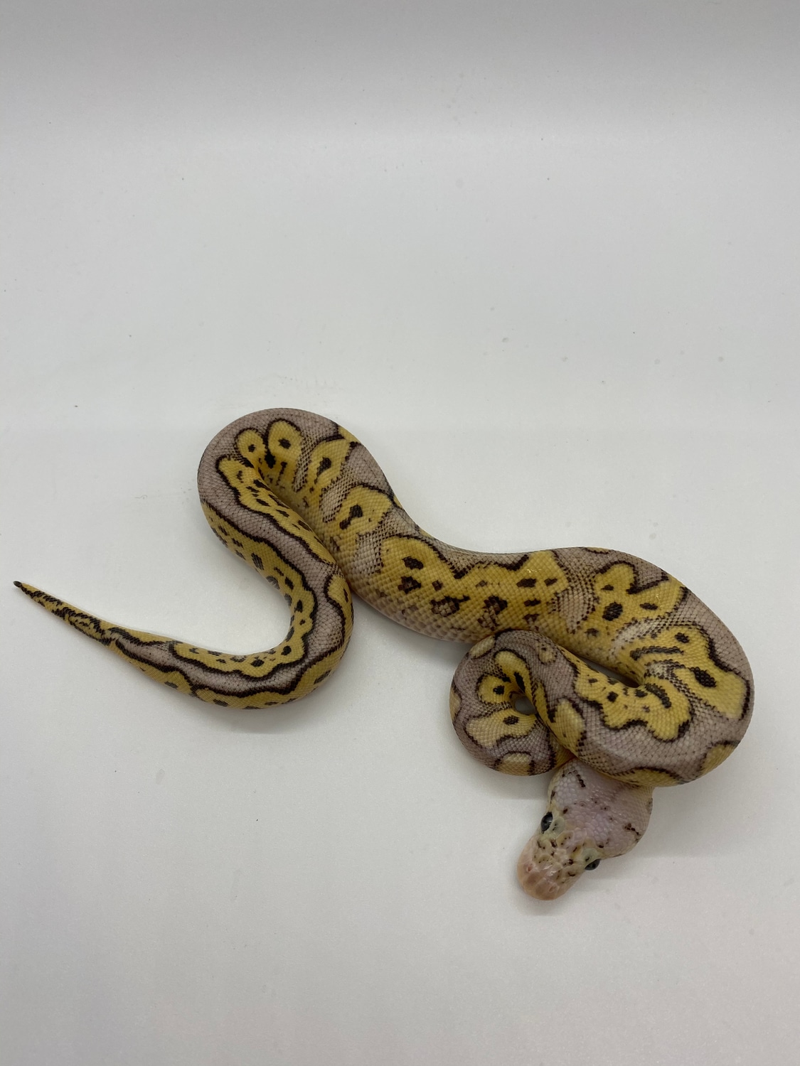 Killer Clown Ball Python by Jersey Ballz - MorphMarket
