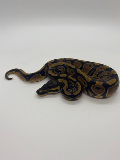 Normal 100% Het Pied Ball Python by Jersey Ballz