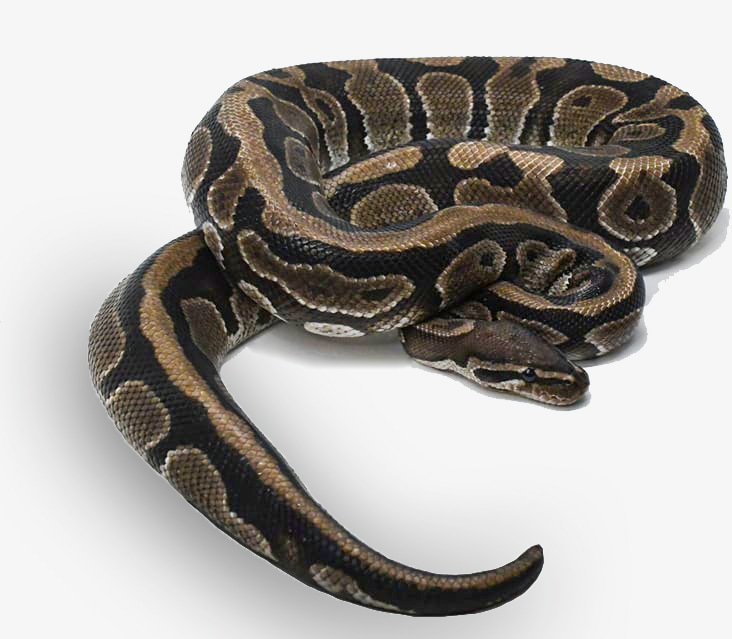 Double Het Vpi Axanthic Pied Ball Python by Jersey Ballz - MorphMarket