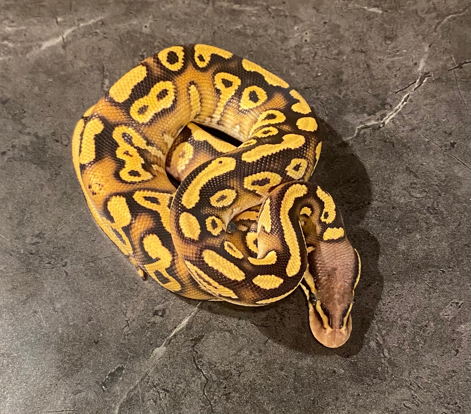 Pastel Mojave Orange Dream Yellow Belly Ball Python by Jersey Ballz ...