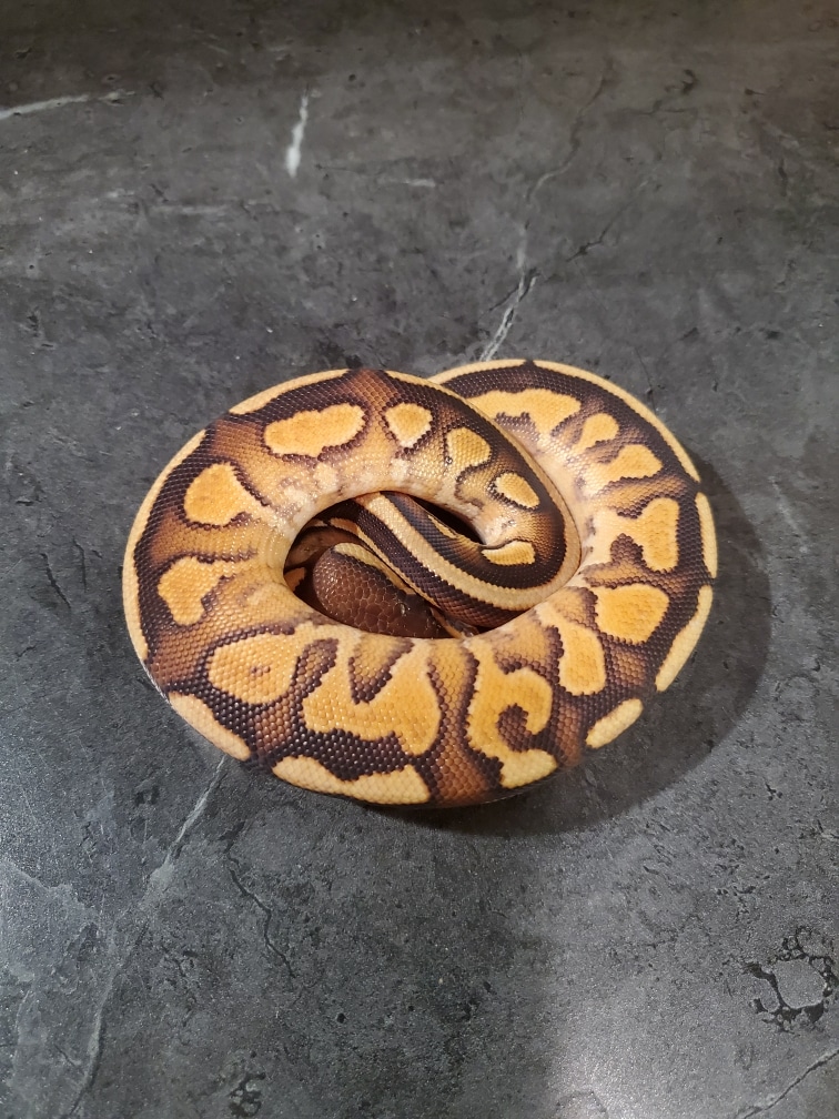 Orange Enchi Wookie Ball Python by Jersey Ballz - MorphMarket