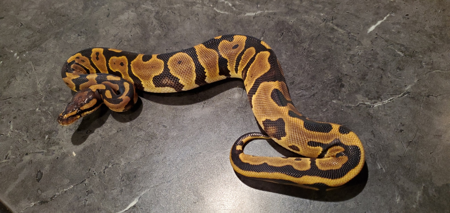 Fire Leopard Ball Python by Jersey Ballz - MorphMarket