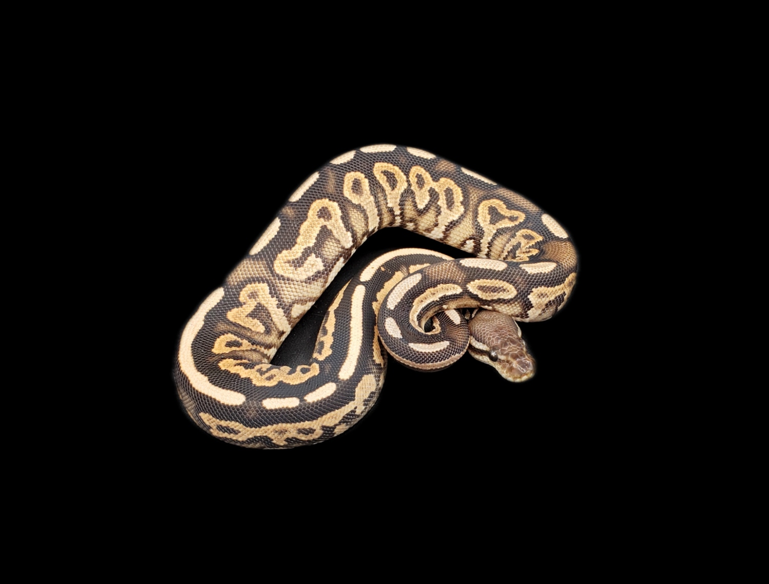 Mojave Wookie Ball Python by Jersey Ballz - MorphMarket