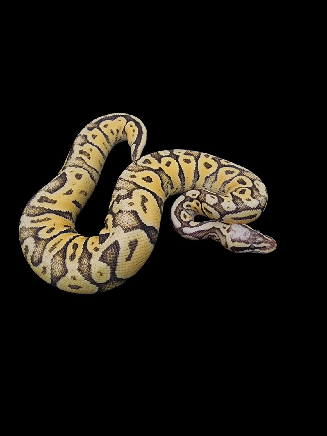 Super Pastel Fire Fader Ball Python by Jersey Ballz - MorphMarket