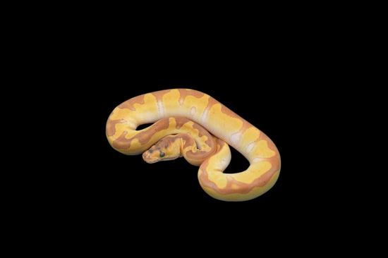 Orange Dream Butter Enchi Clown 20220201 Ball Python by Jersey Ballz ...