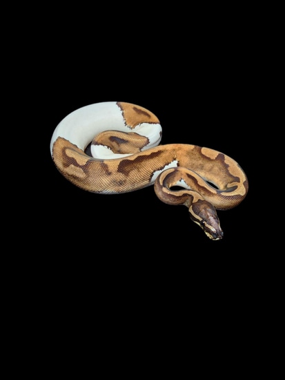 Scaleless Head Pied Ball Python by Jersey Ballz