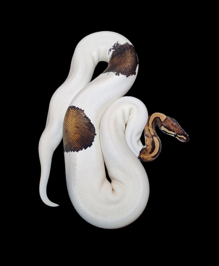 Black Pastel Paradox Pied Ball Python by Jersey Ballz