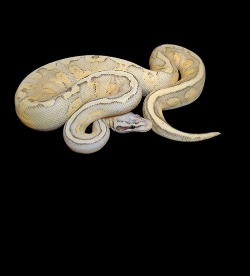Super Pastel Super Red Stripe Fire Yellow Belly Ball Python by JerseyBallz