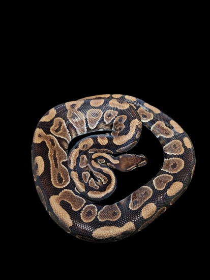 Cinder 100% Het Hypo Ball Python by Jersey Ballz