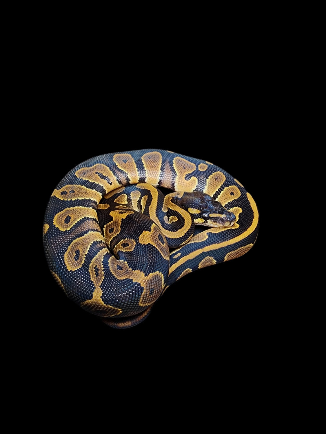 Normal 100 Het Pied Ball Python by Jersey Ballz - MorphMarket